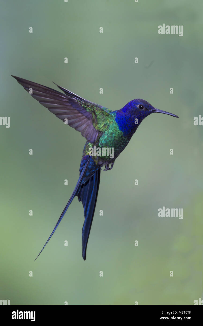 Swallow tailed hummingbird hi-res stock photography and images - Alamy