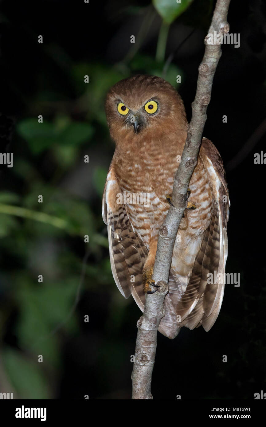 Tanimbar hi-res stock photography and images - Alamy