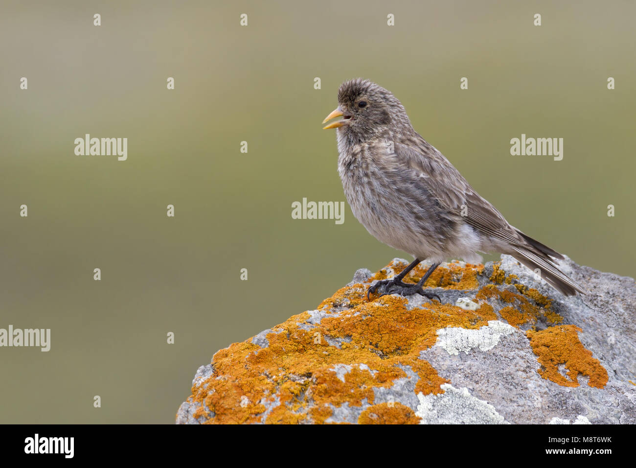 Camachuelo de roborowski hi-res stock photography and images - Alamy