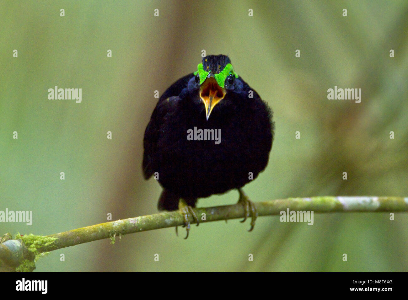 Fluweelasitie, Velvet Asity Stock Photo - Alamy
