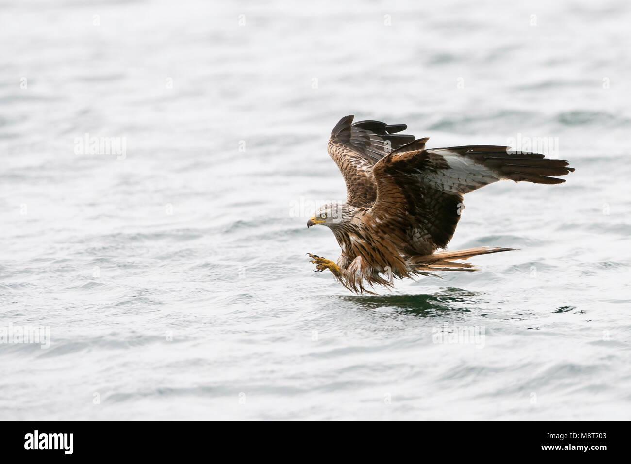 Red Kite; Rode Wouw; Milvus milvus Stock Photo - Alamy