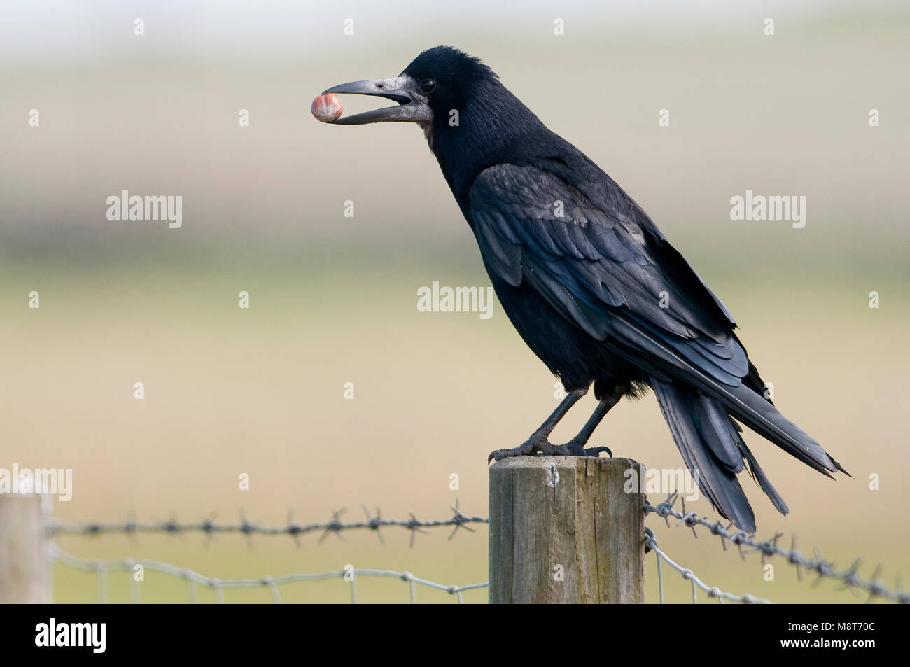 Rook with food hi-res stock photography and images - Alamy