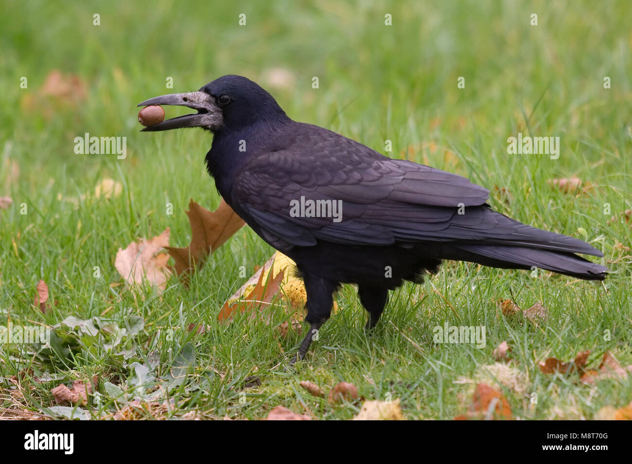 Eikel etend hi-res stock photography and images - Alamy