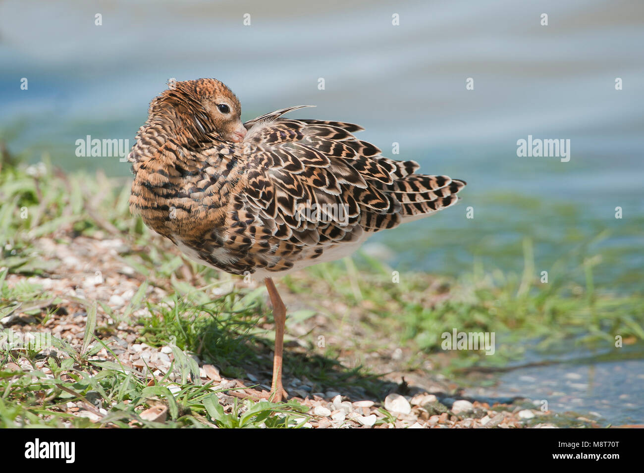 Ruff in breeding plumage hi-res stock photography and images - Alamy
