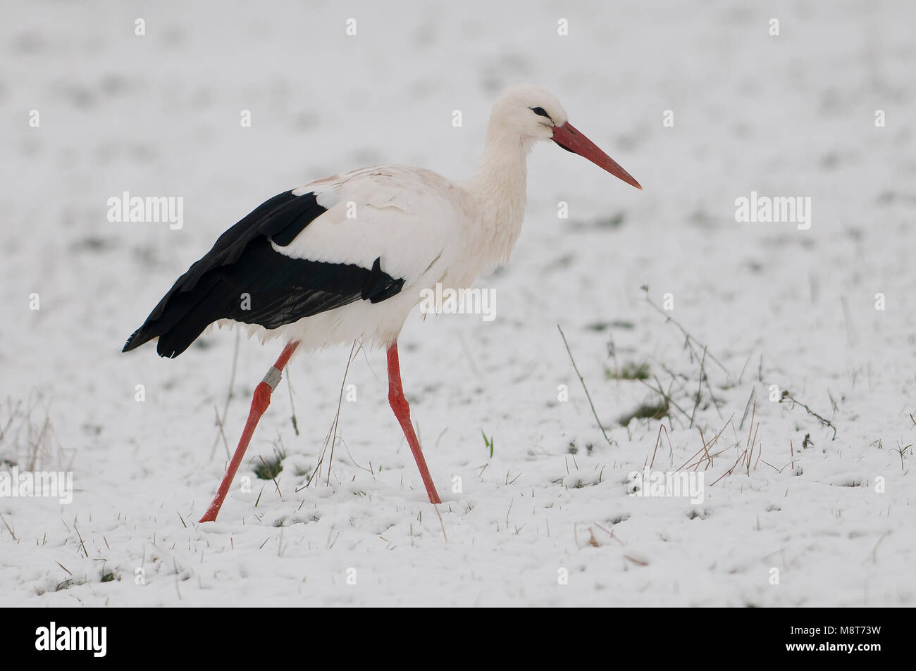 Ooievaar in de winter; White Stork in winter Stock Photo - Alamy