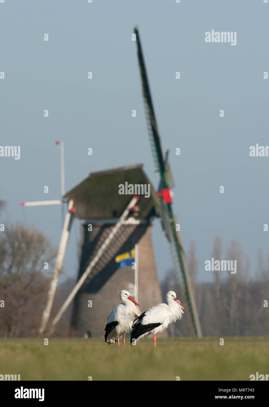 Ooievaar in Nederlands landschap; White Stork in Dutch Landscape Stock ...