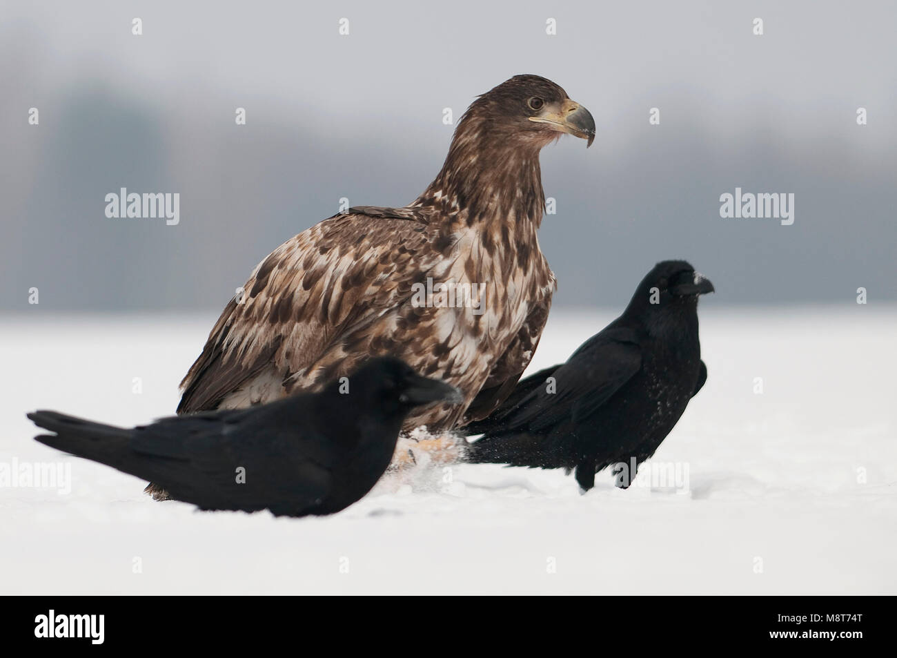 Raven and eagle hi-res stock photography and images - Alamy