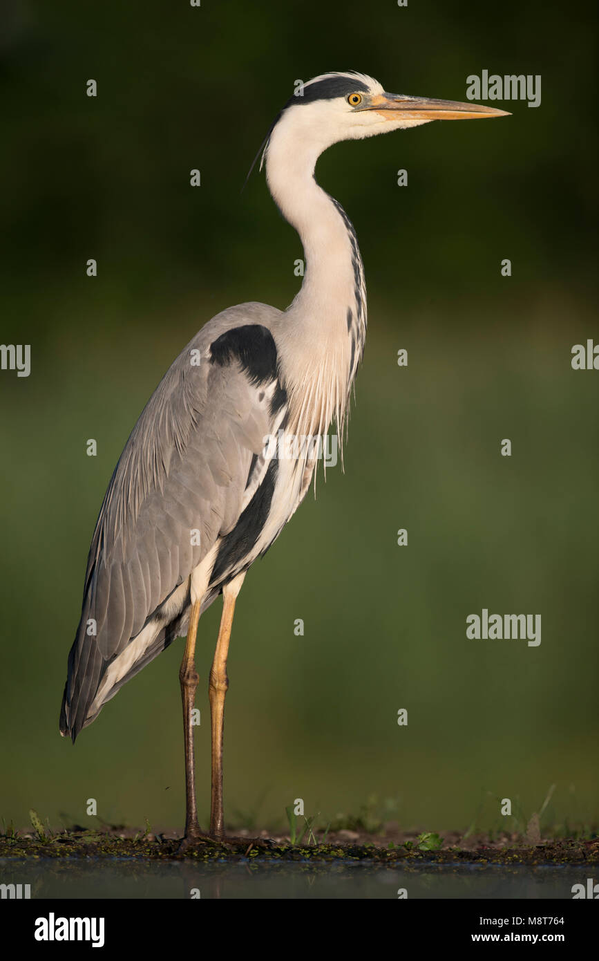 Blauwe Reiger; Grey Heron Stock Photo - Alamy
