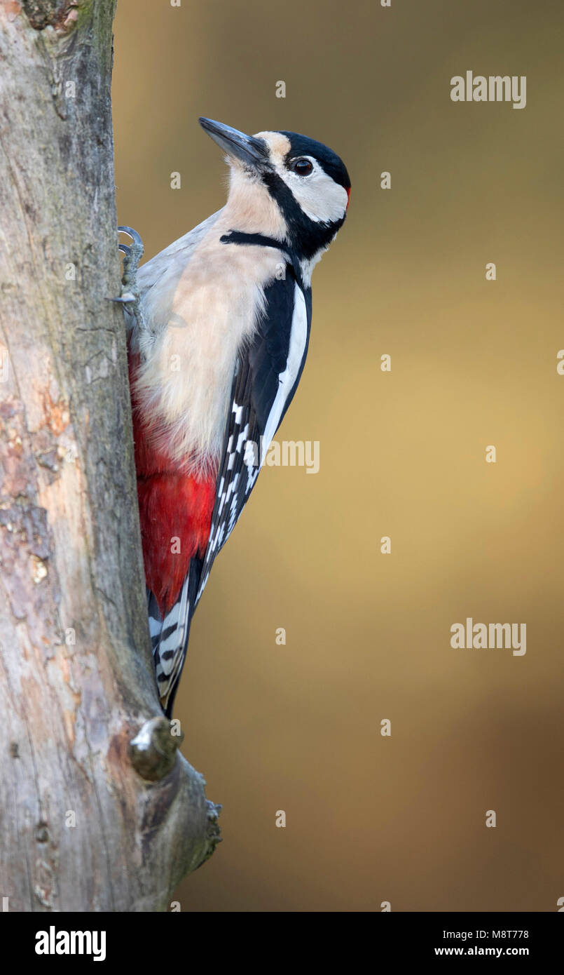 Grote bonte specht Stock Photo - Alamy