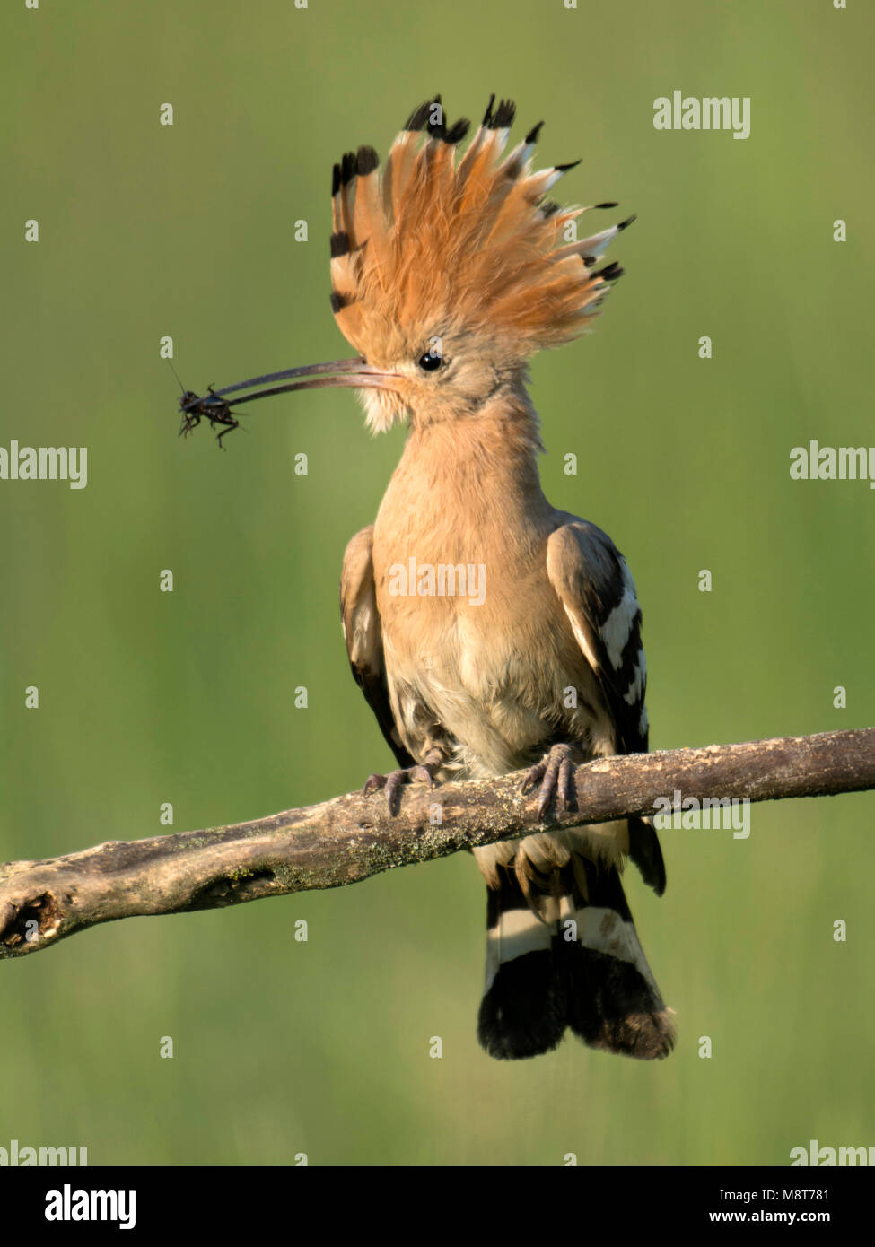 Hop met voer; Hoopoe with food Stock Photo - Alamy