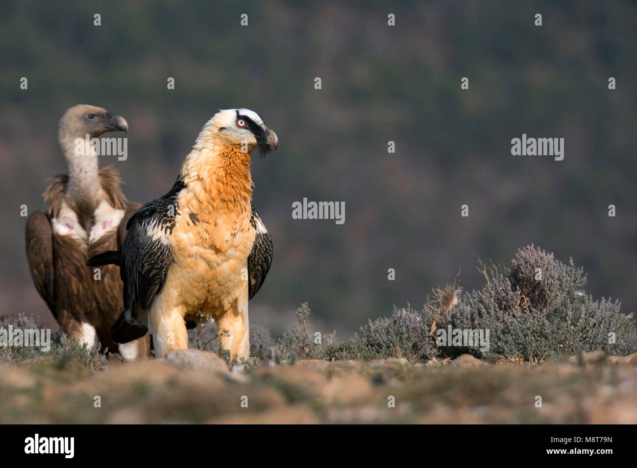 Lammergier met vale gier Stock Photo - Alamy