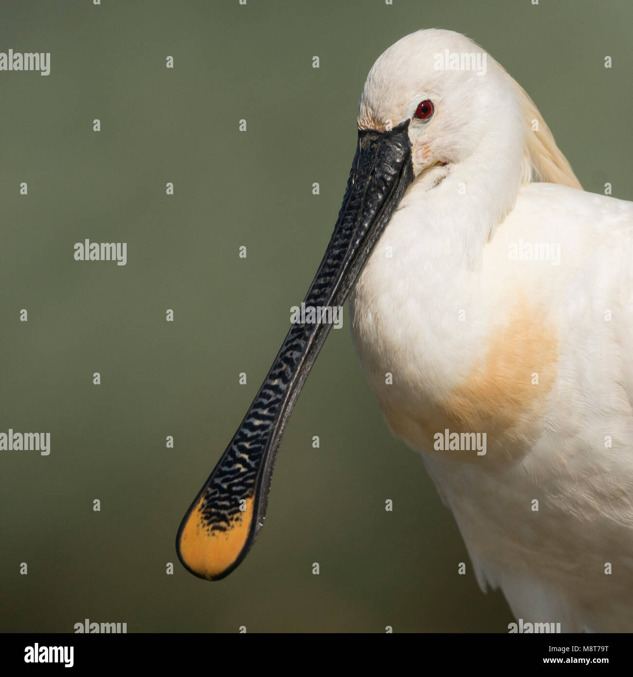 Adulte Lepelaar close-up; Eurasian Spoonbill adult close-up Stock Photo ...