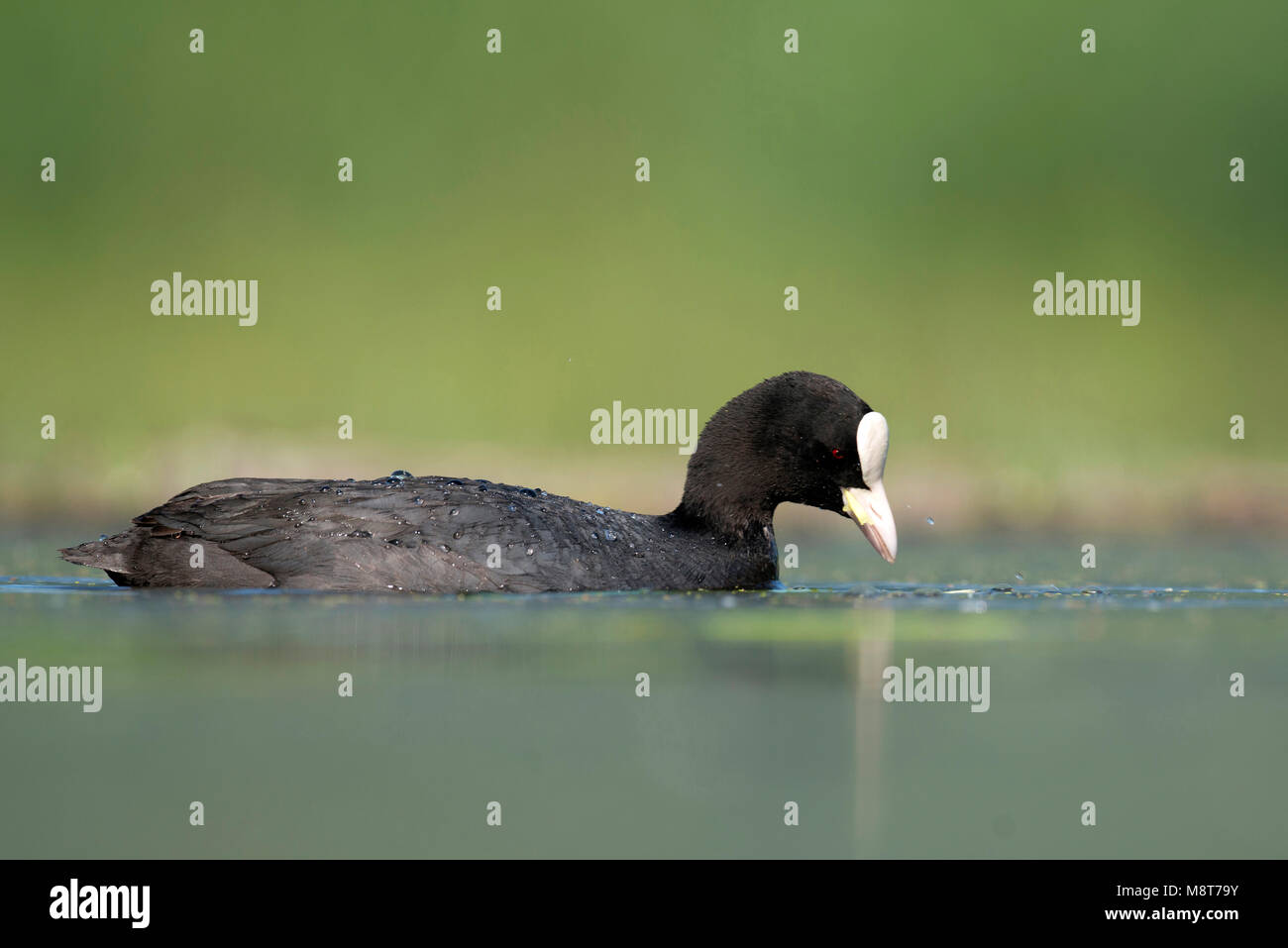 Meerkoet; Eurasian Coot Stock Photo - Alamy