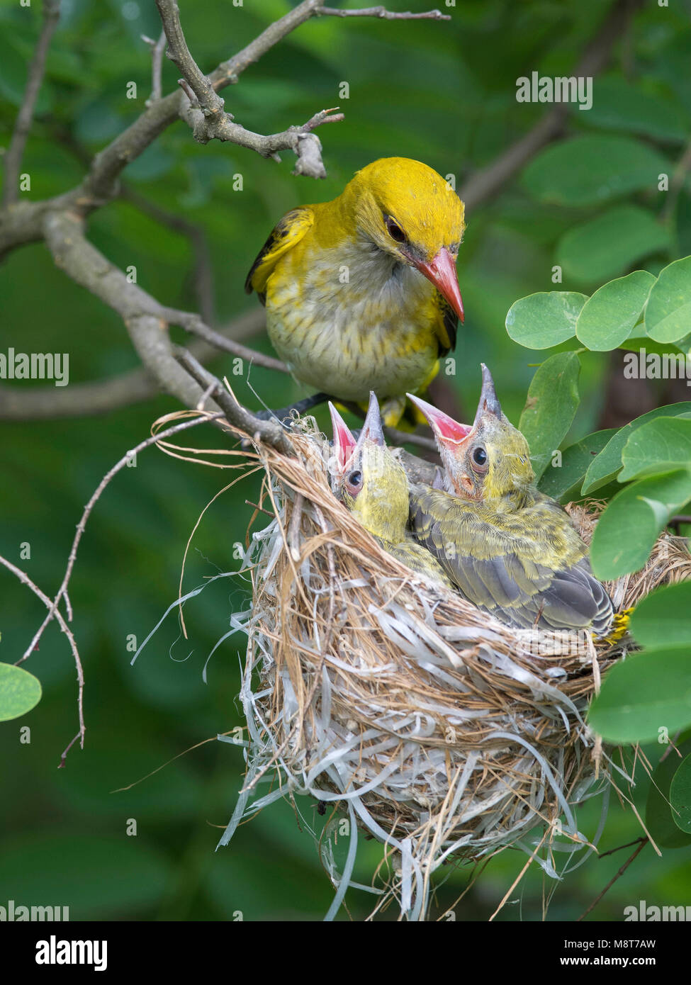 Wielewaal hi-res stock photography and images - Alamy