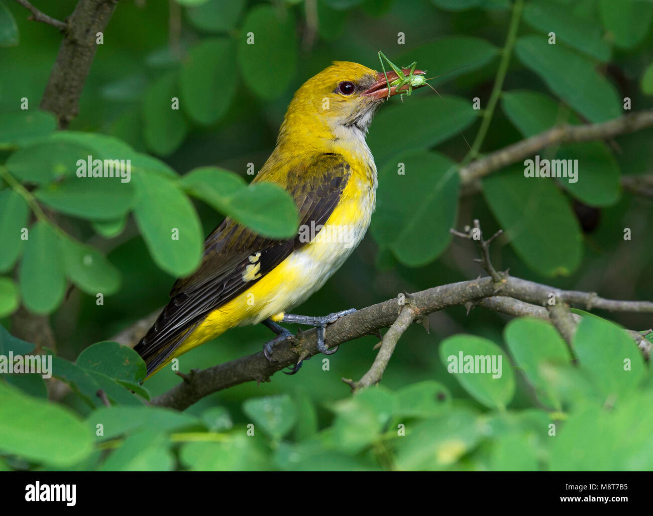 Wielewaal nest in Bulgarije; Golden Oriole (Oriolus oriolus) nest in ...