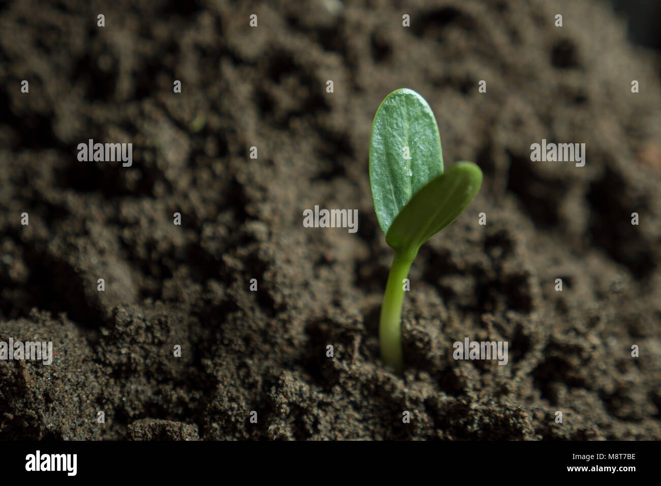 Small bean seedling growing out from earth Stock Photo - Alamy