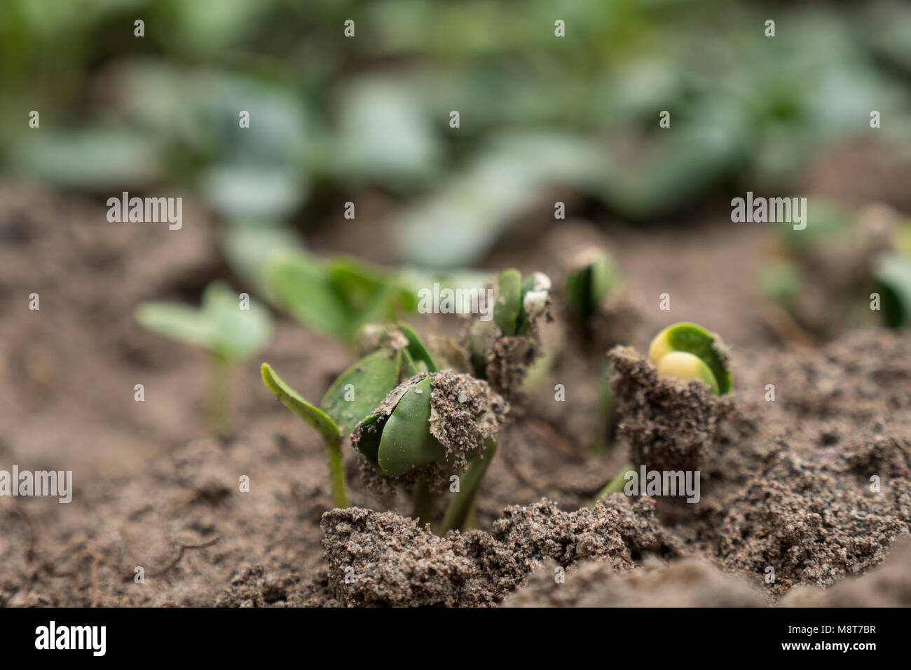 bean bud seedling growing out from soil in spring day Stock Photo - Alamy