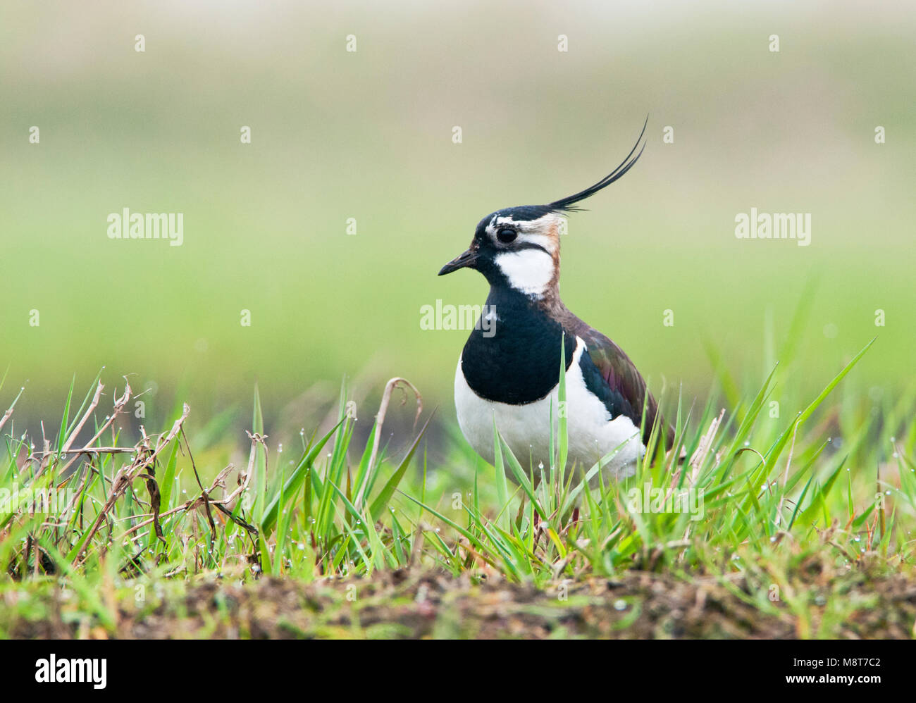 Kievit, Northern Lapwing, Vanellus vanellus Stock Photo - Alamy
