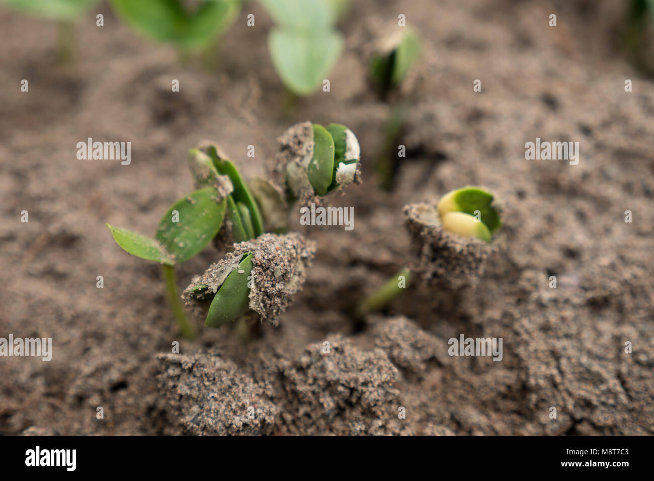 bean bud seedling growing out from soil in spring day Stock Photo - Alamy