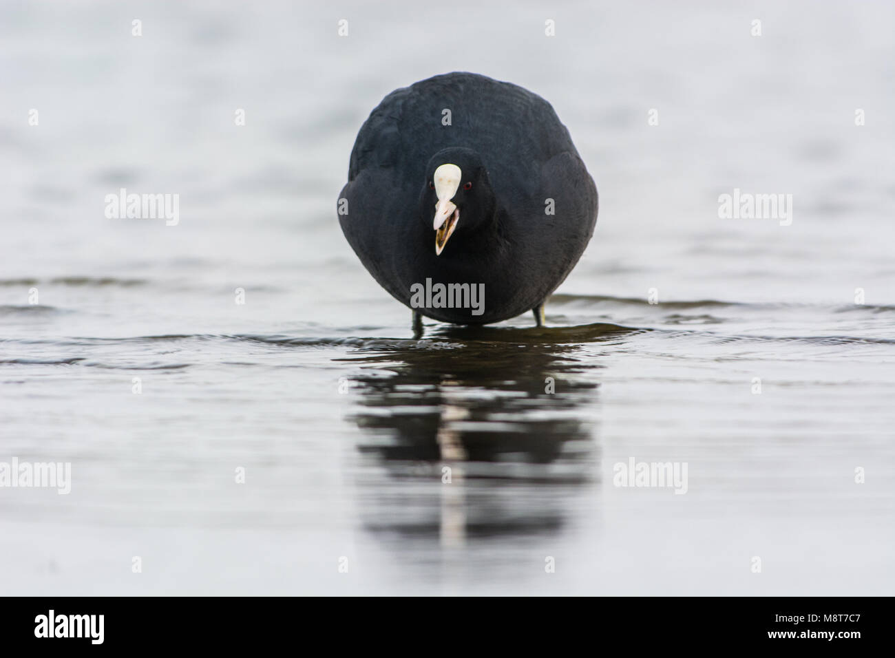 Meerkoet, Eurasian Coot Stock Photo - Alamy