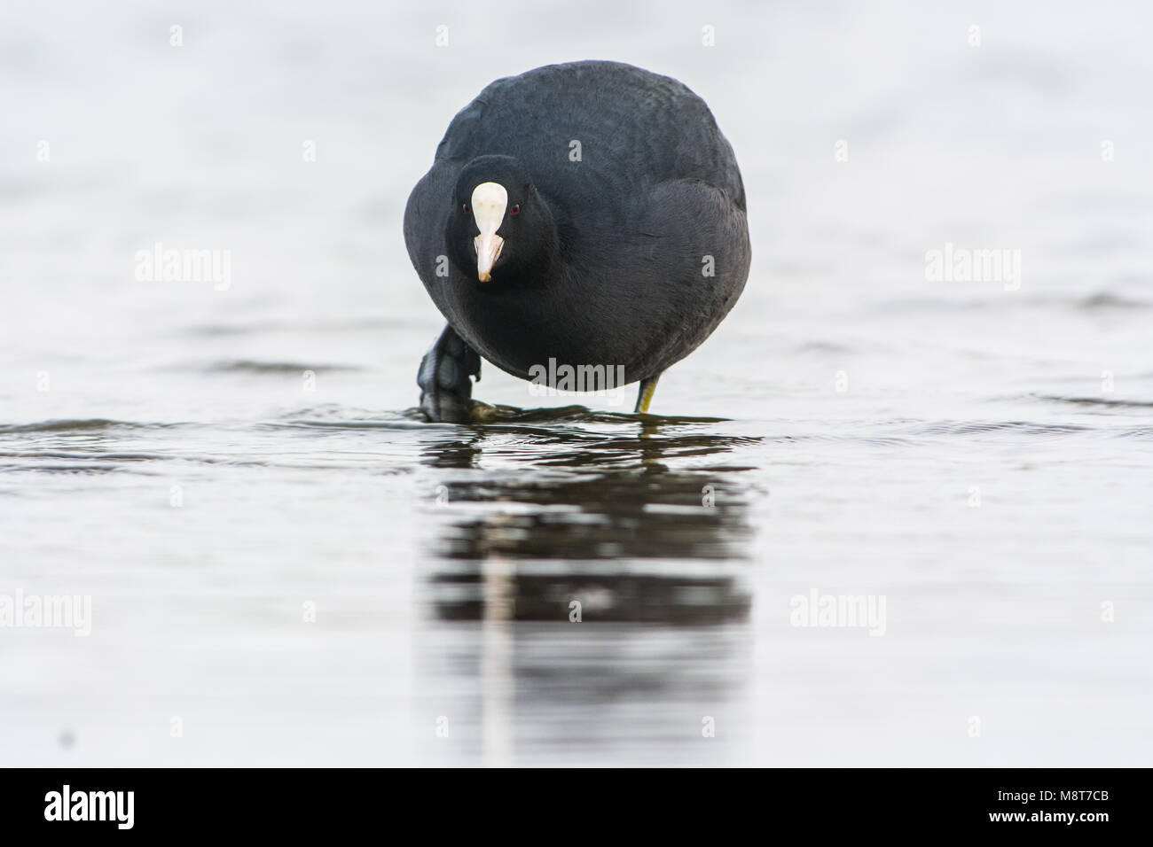 Meerkoet, Eurasian Coot Stock Photo - Alamy