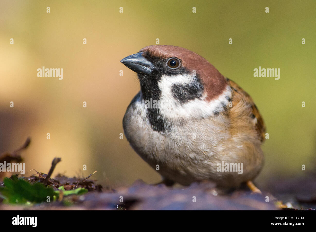 Ringmus, Eurasian Tree Sparrow Stock Photo - Alamy