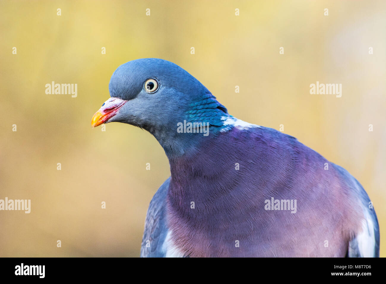Houtduif, Wood Pigeon Stock Photo - Alamy