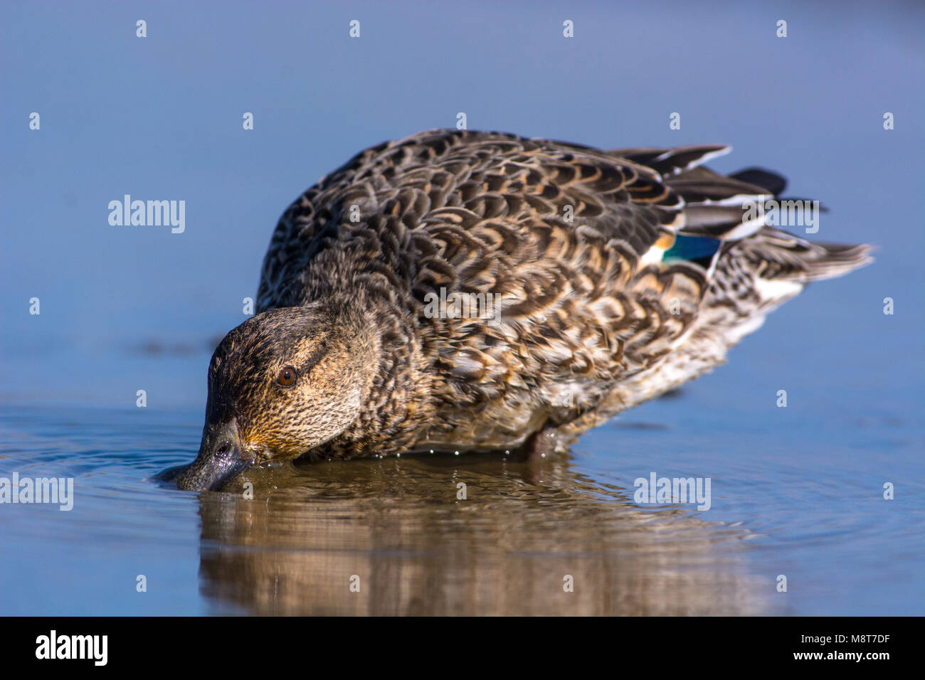 Vrouwtje Wintertaling foeragerend; Female Common teal foraging Stock ...