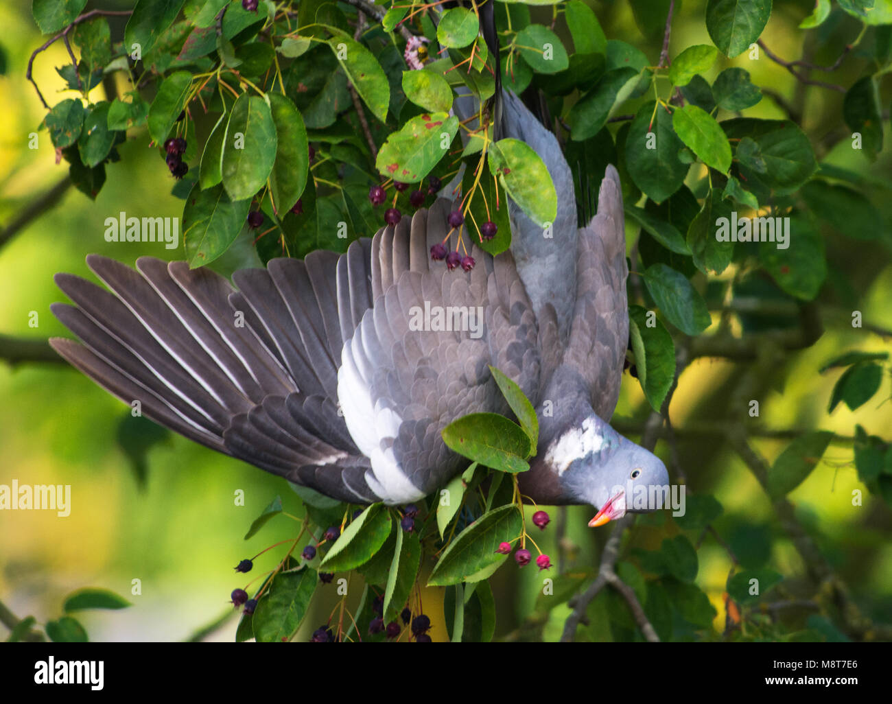 Pigeon foraging hi-res stock photography and images - Alamy
