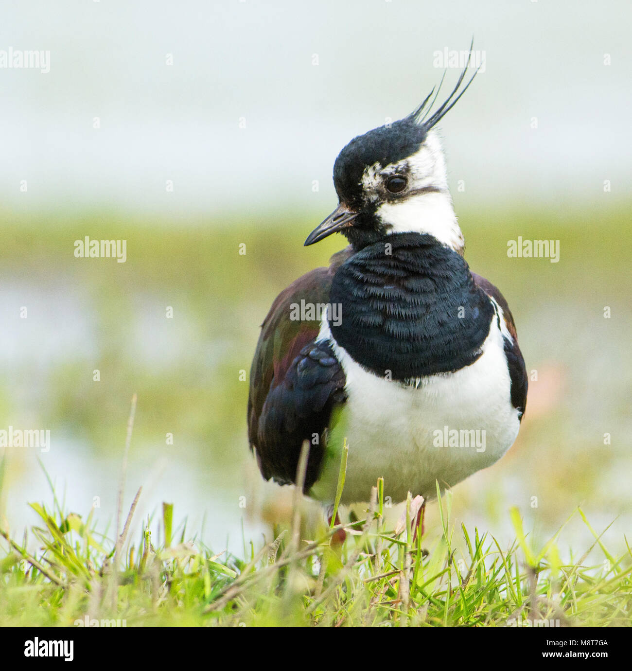 Kievit, Northern Lapwing Stock Photo - Alamy