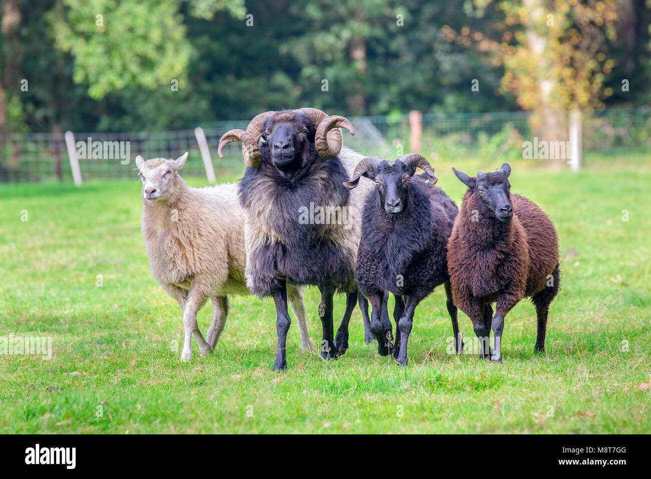 Group of four sheep walking together in meadow Stock Photo - Alamy