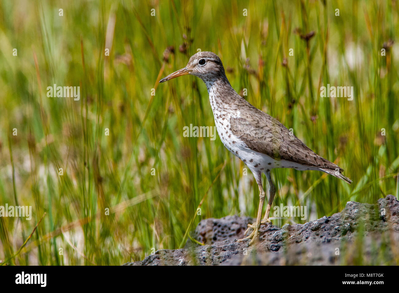 Adult Spotted Sandpiper Stock Photo - Alamy