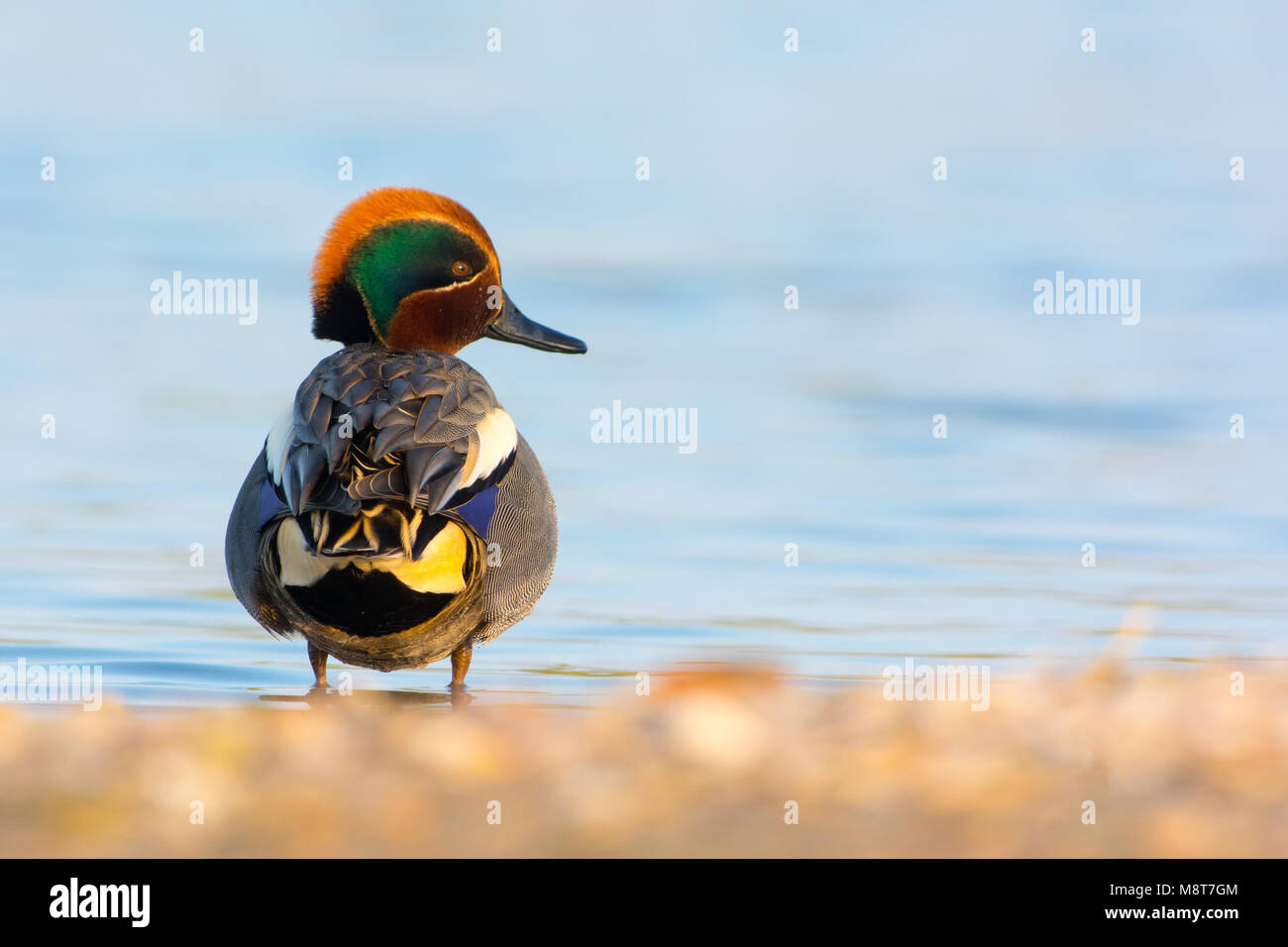 Male Hans High Resolution Stock Photography and Images - Alamy