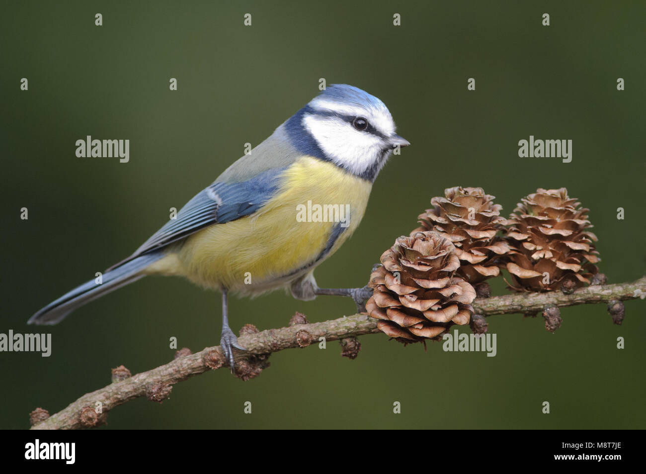 Pimpelmees in larix; Blue Tit in larch Stock Photo - Alamy