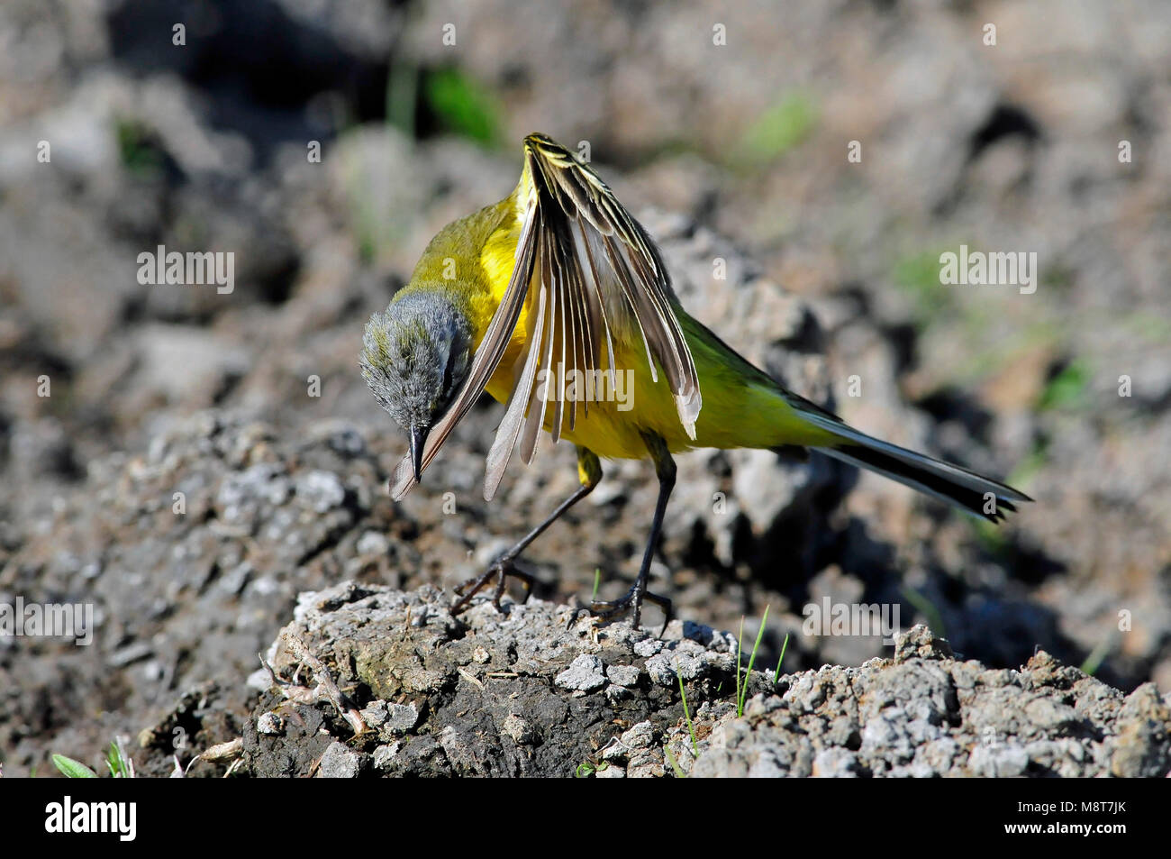 Blue headed wagtail motacilla flava flava adult male hi-res stock ...