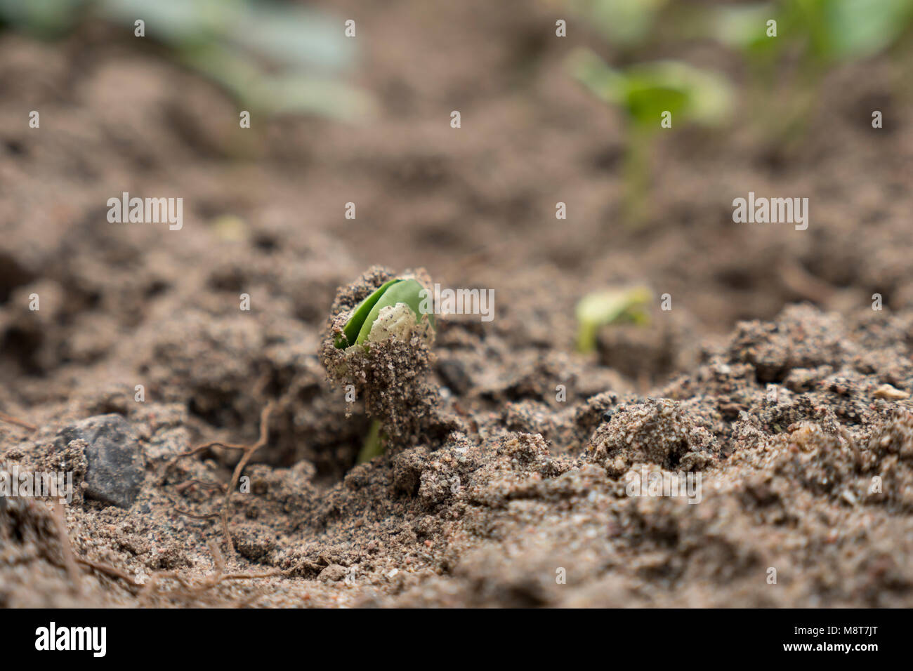 bean bud seedling growing out from soil in spring day Stock Photo - Alamy