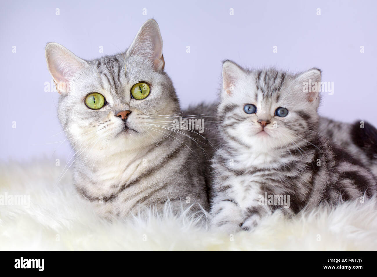 Mother cat lying with young kitten on sheep fur Stock Photo - Alamy