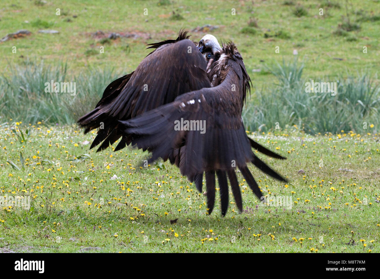 Vultures fighting hi-res stock photography and images - Alamy