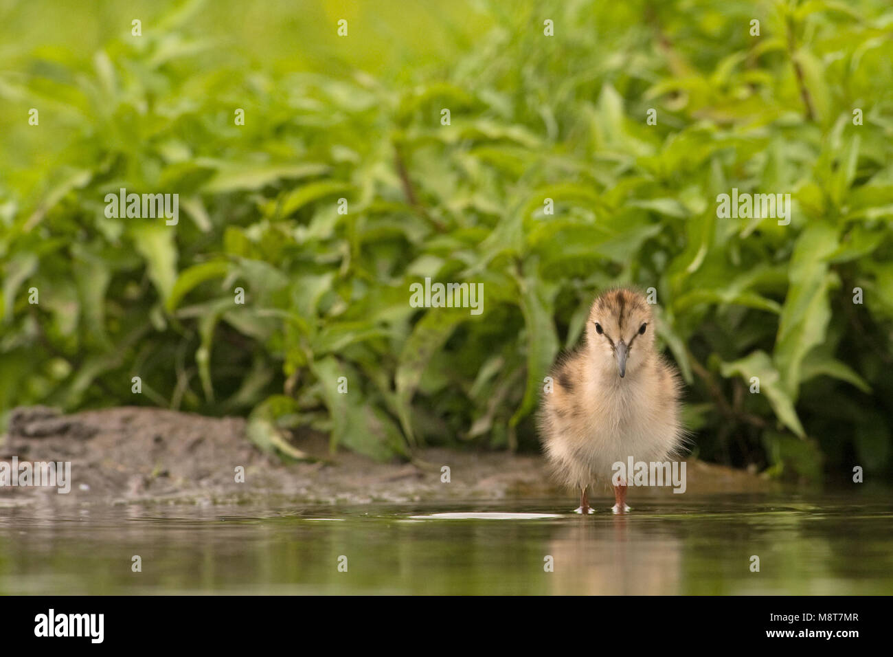 Donsjong van de Tureluur; Chick of Common Redshank Stock Photo - Alamy