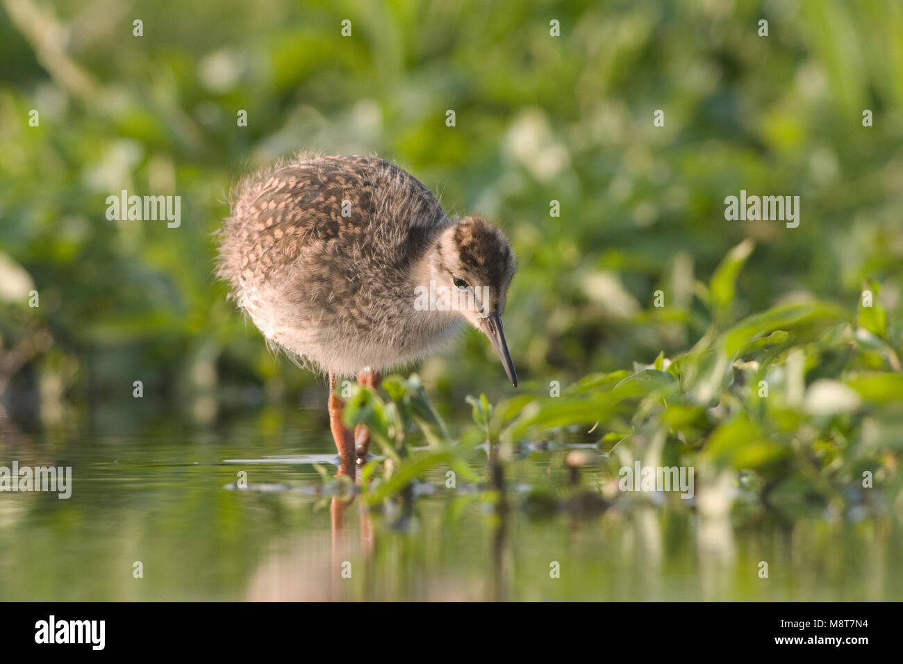 Donsjong van de Tureluur; Chick of Common Redshank Stock Photo - Alamy