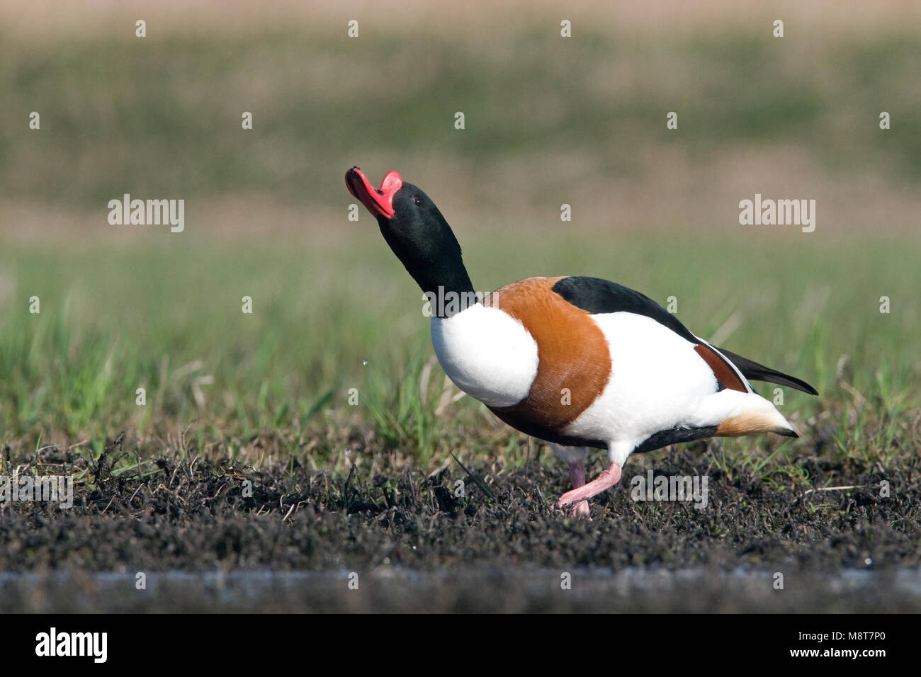 Baltsend mannetje Bergeend; Male Common Shelduck displaying Stock Photo ...