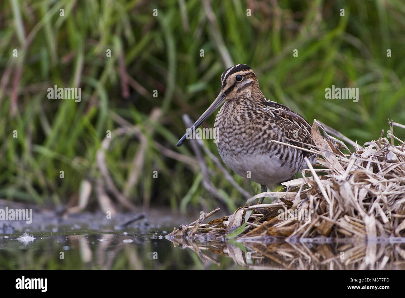 Watersnip aan de waterkant, Common Snipe along water side Stock Photo ...