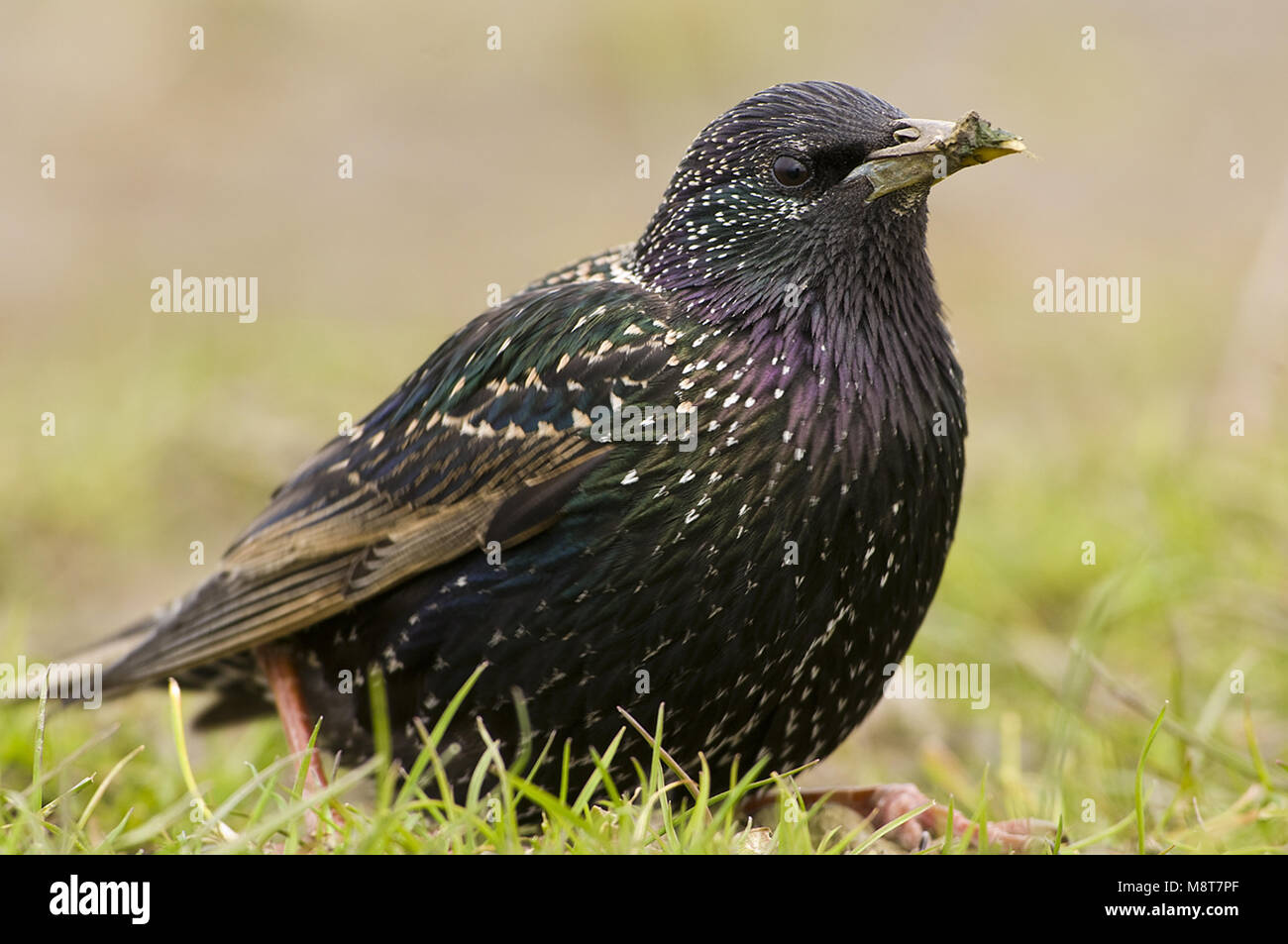 Volwassen Spreeuw, Adult Common Starling Stock Photo - Alamy
