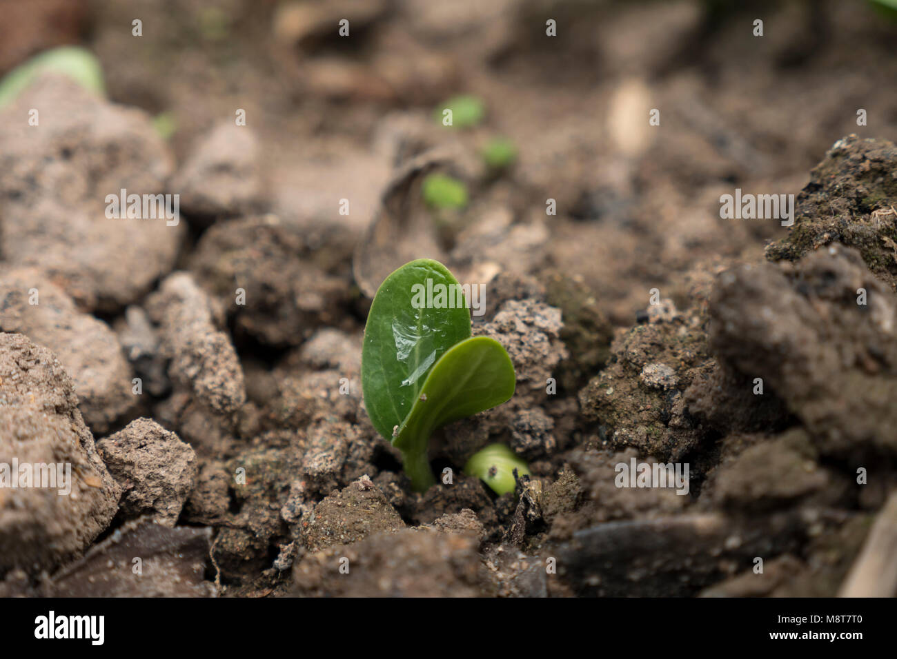bean bud seedling growing out from soil in spring day Stock Photo - Alamy