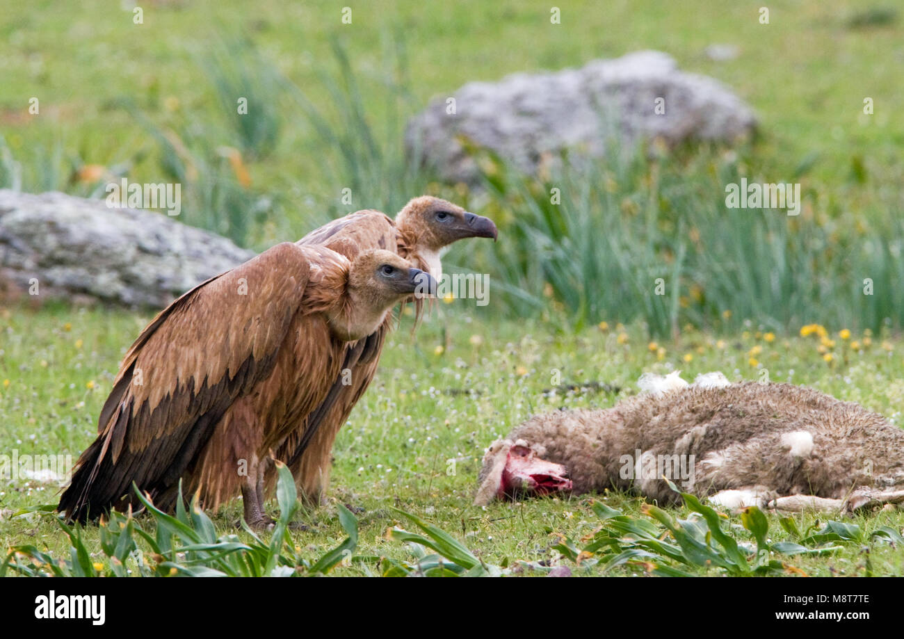 Vale Gier met dood schaap; Griffon Vulture with dead sheep Stock Photo ...