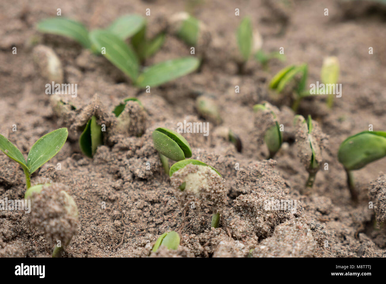 bean bud seedling growing out from soil in spring day Stock Photo - Alamy