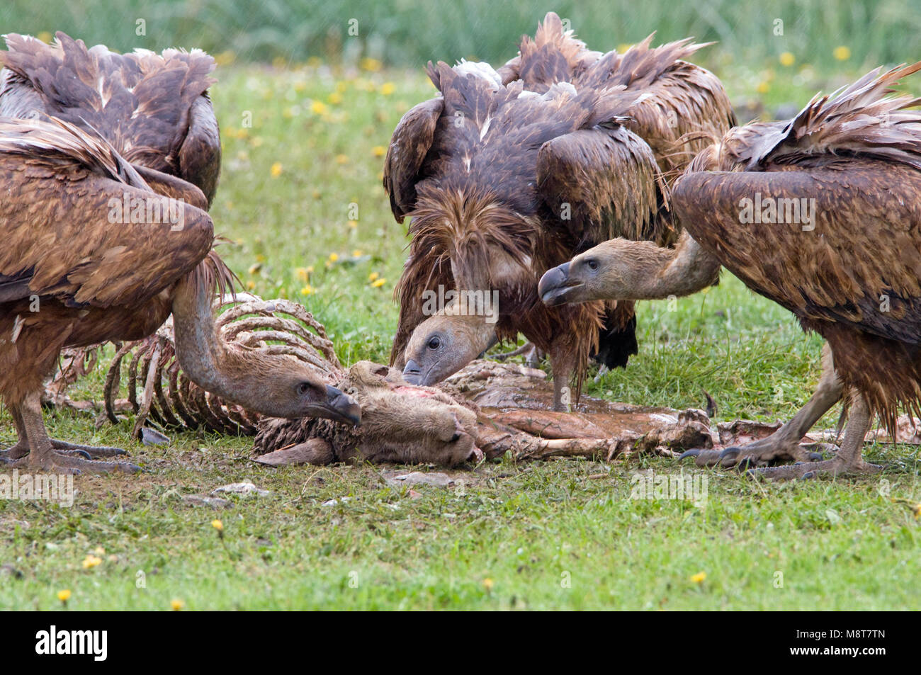 Vale Gieren met dood schaap; Griffon Vultures with dead sheep Stock ...