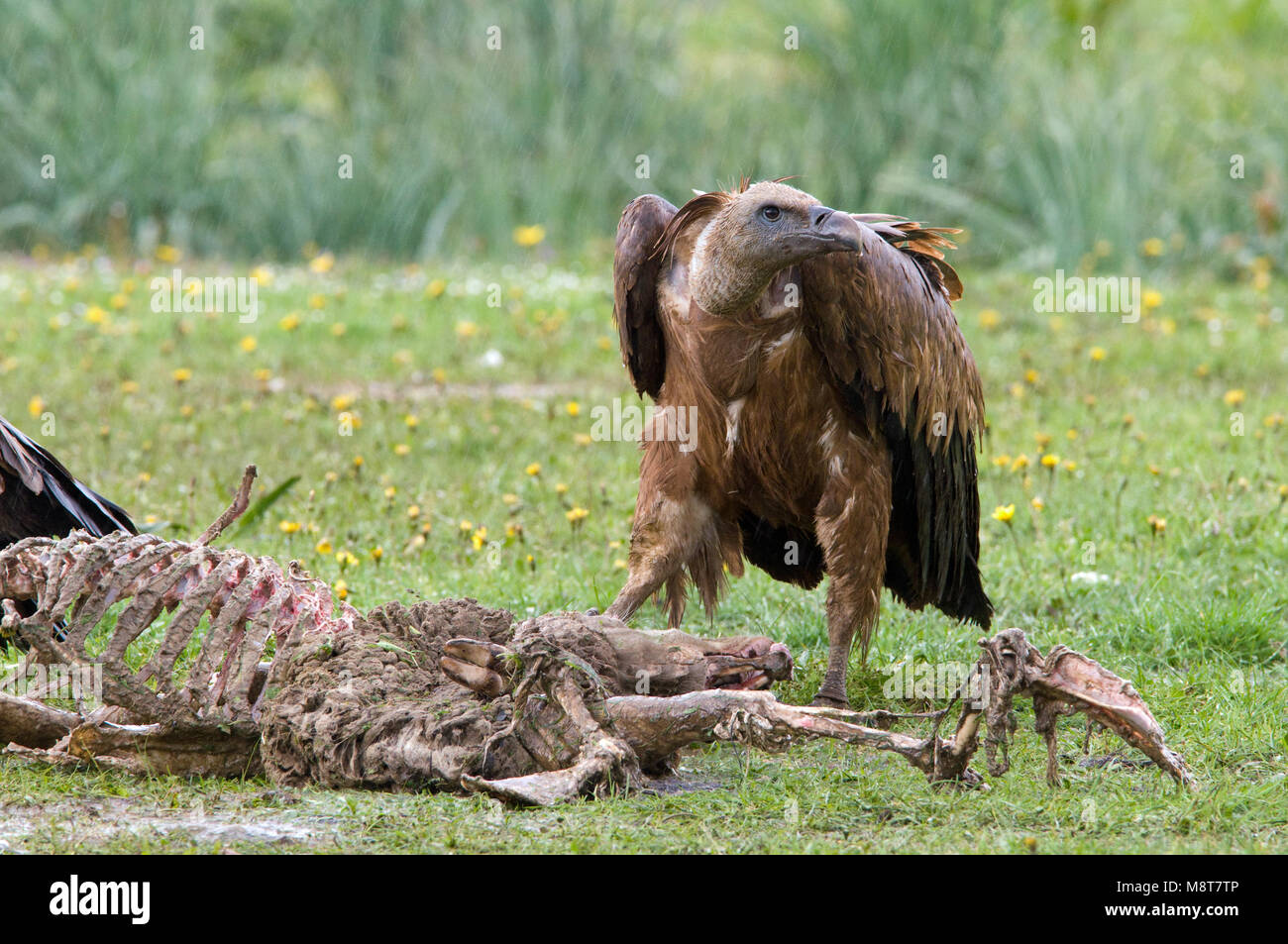 Vale Gier met dood schaap; Griffon Vulture with dead sheep Stock Photo ...