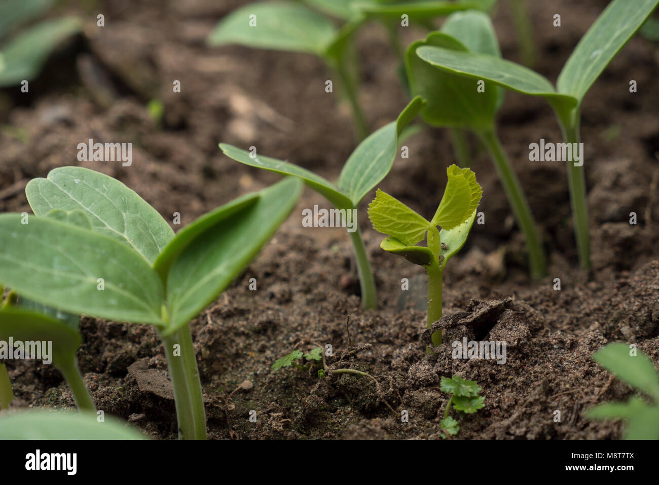 bean bud seedling growing out from soil in spring day Stock Photo - Alamy