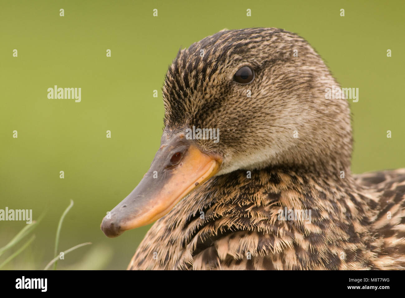 Vrouwtje Wilde Eend close-up; Female Mallard close up Stock Photo - Alamy